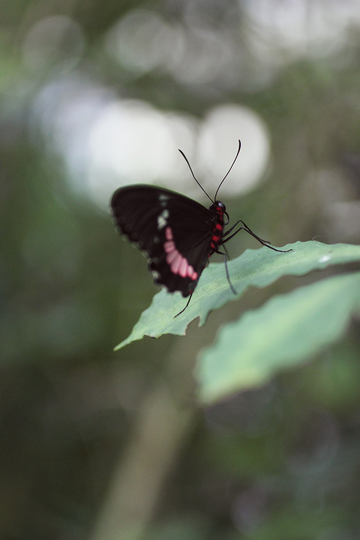 Butterfly and Insect World | Hannah Hayes