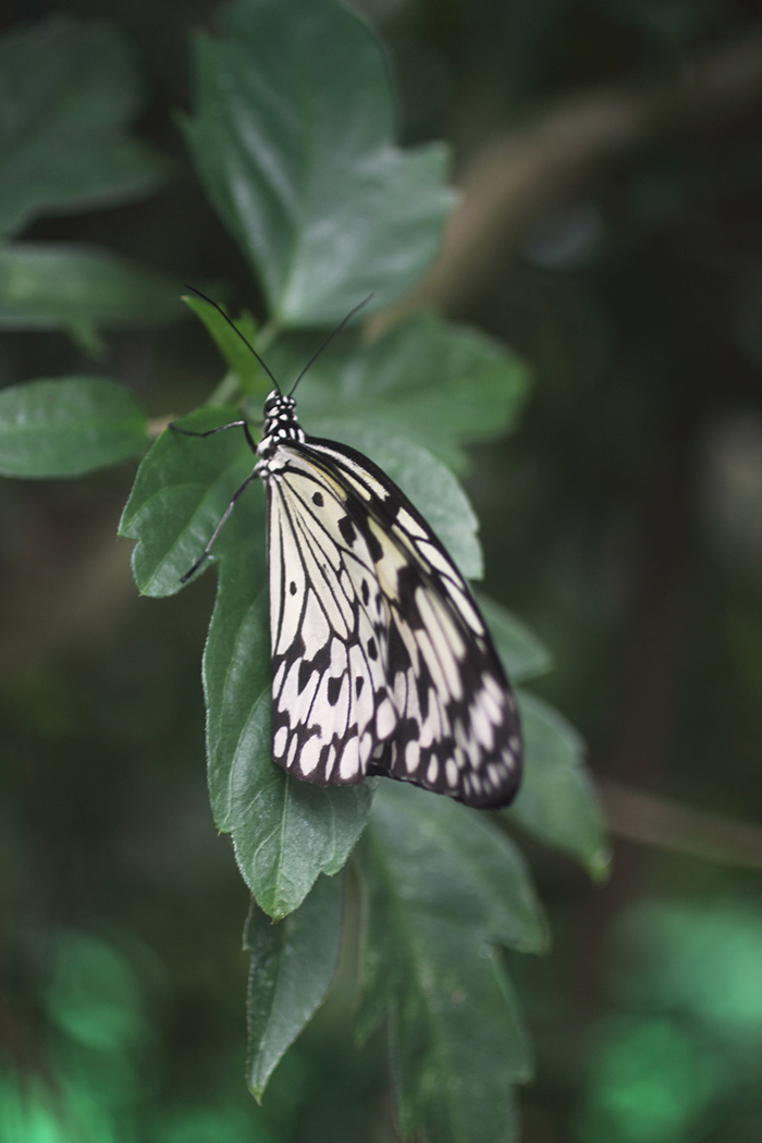 Butterfly and Insect World | Hannah Hayes
